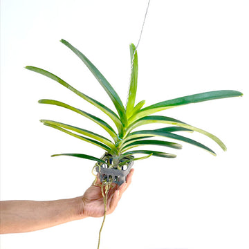 New Arrivals! – Orchid-Tree