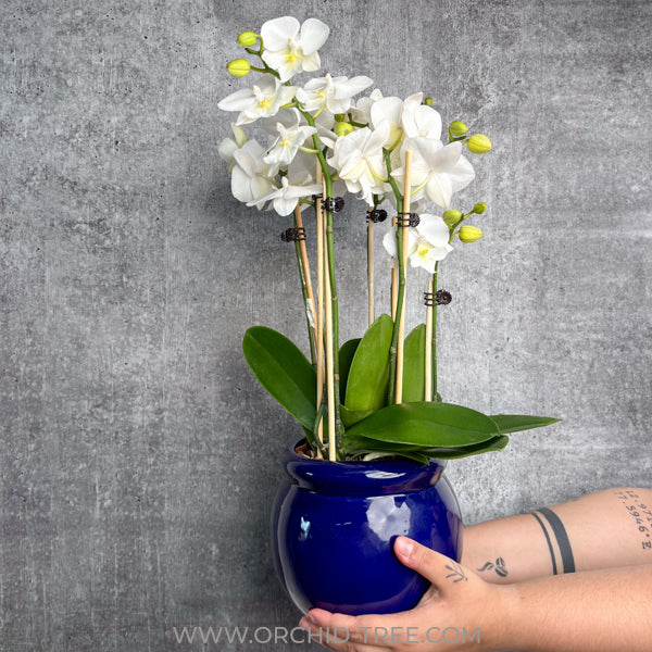 Buy Orchid Plant As Gifts | Gift for Orchid Lovers | Orchid-tree ...