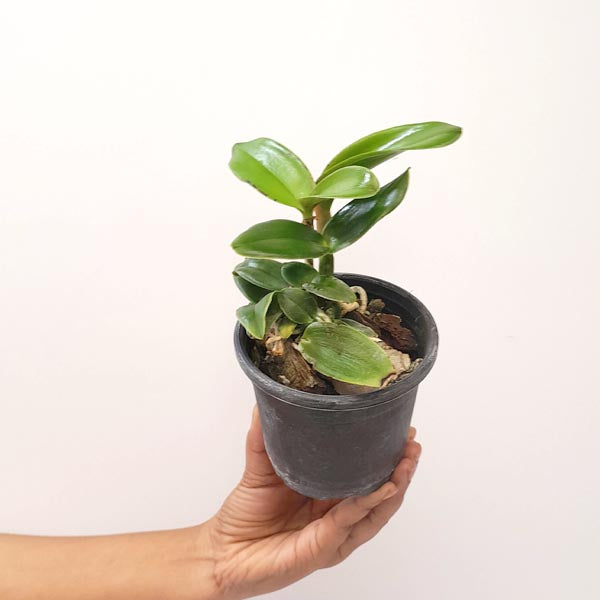 Buy Cattleya Orchids Online India | Cattleya Orchid | Orchid-tree ...