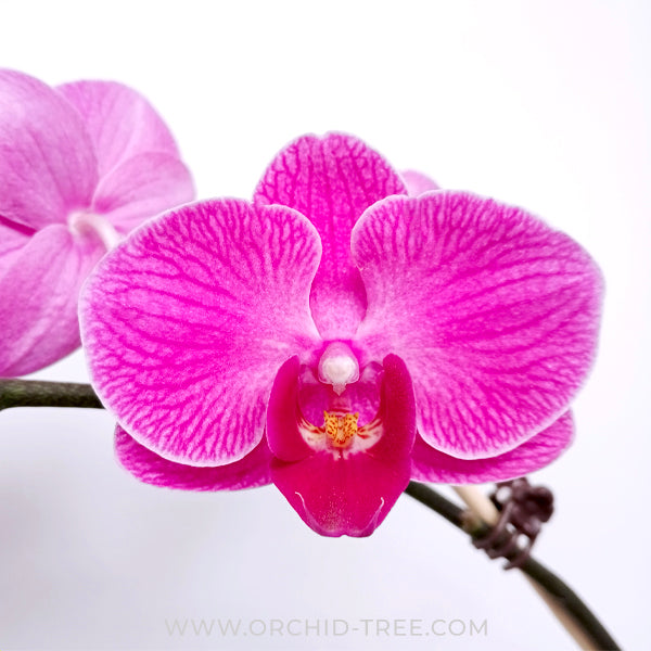 Phalenopsis Yu Pin Polar Star Orchid Plant - FF – Orchid-Tree
