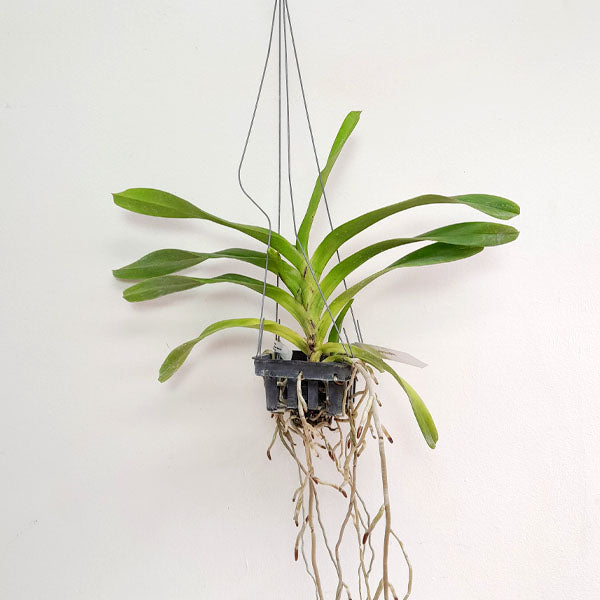 Products – Orchid-Tree