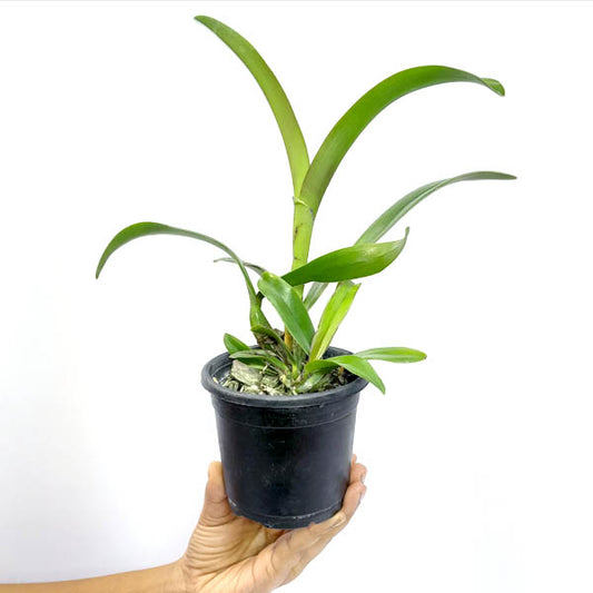 Buy Cattleya Orchids Online India | Cattleya Orchid | Orchid-tree ...