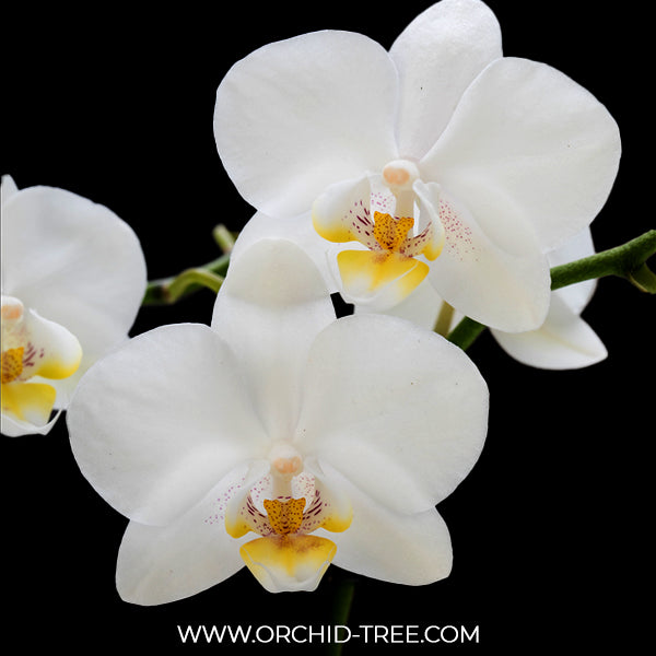 Orchid-tree | Premium Quality Orchids Plants Online India – Orchid-Tree