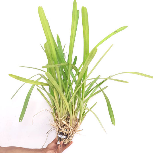 Buy Cymbidium Orchids Online India | Cymbidium Orchid Plants | Orchid ...