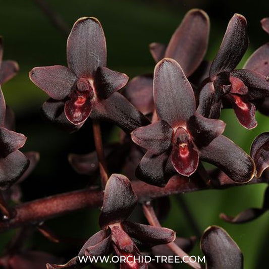 Buy Cymbidium Orchids Online India | Cymbidium Orchid Plants | Orchid ...