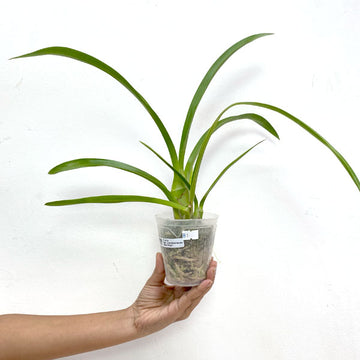 Buy Cymbidium Orchids Online India | Cymbidium Orchid Plants | Orchid ...