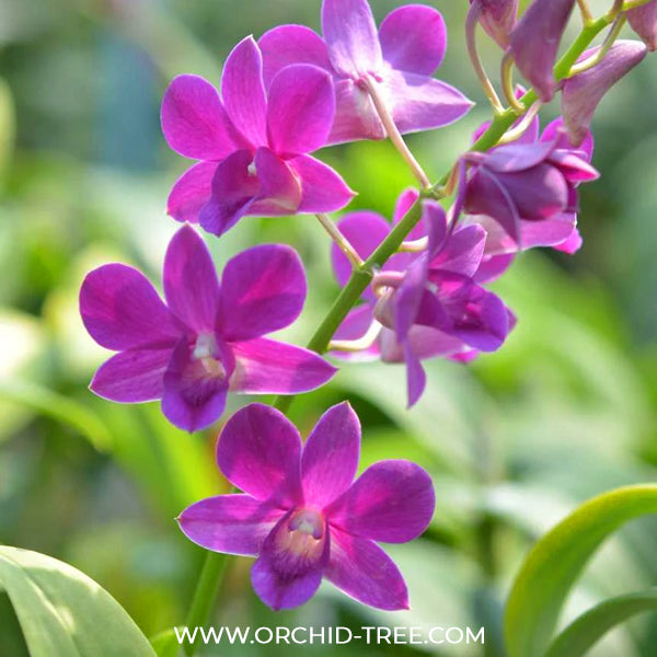 Orchid-tree | Premium Quality Orchids Plants Online India – Orchid-Tree