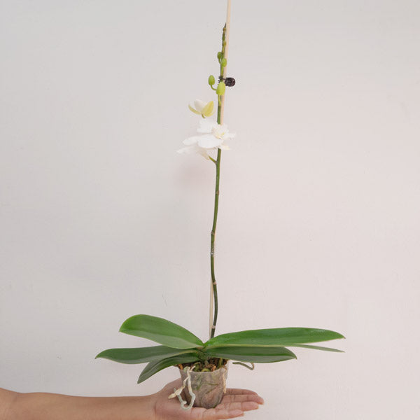 Buy Phalaenopsis Moonlight Orchid Online | Orchid-tree – Orchid-Tree