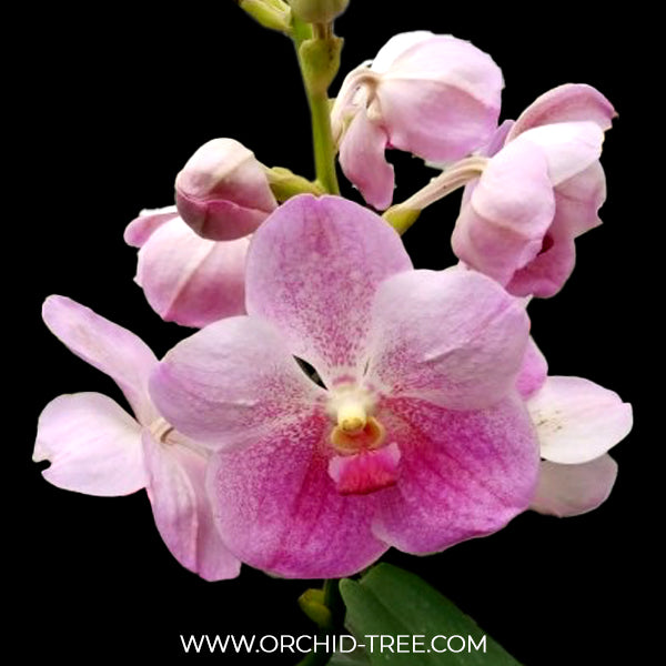 Orchid-tree | Premium Quality Orchids Plants Online India – Orchid-Tree