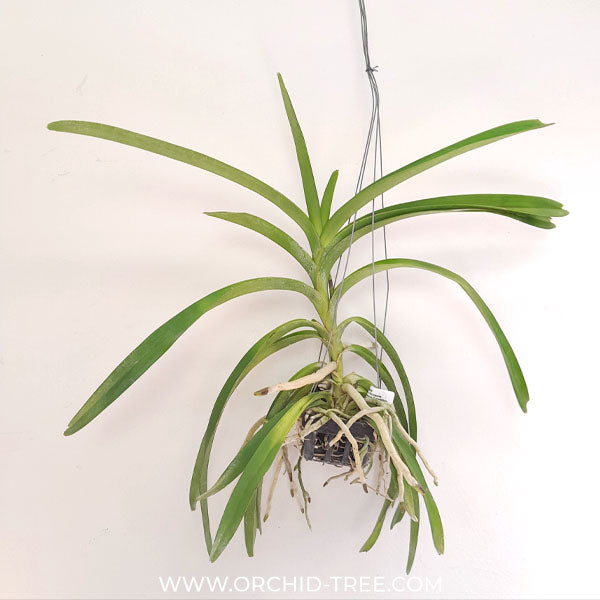 Buy Vanda Orchids Online India | Vanda Orchid | Orchid-tree – Orchid-Tree
