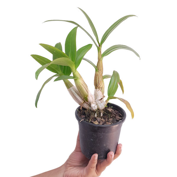 Buy Dendrobium Yaya Compactum (Mini) Orchid Online | orchid-tree ...