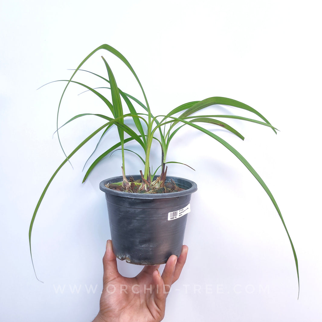 SALE! – Orchid-Tree