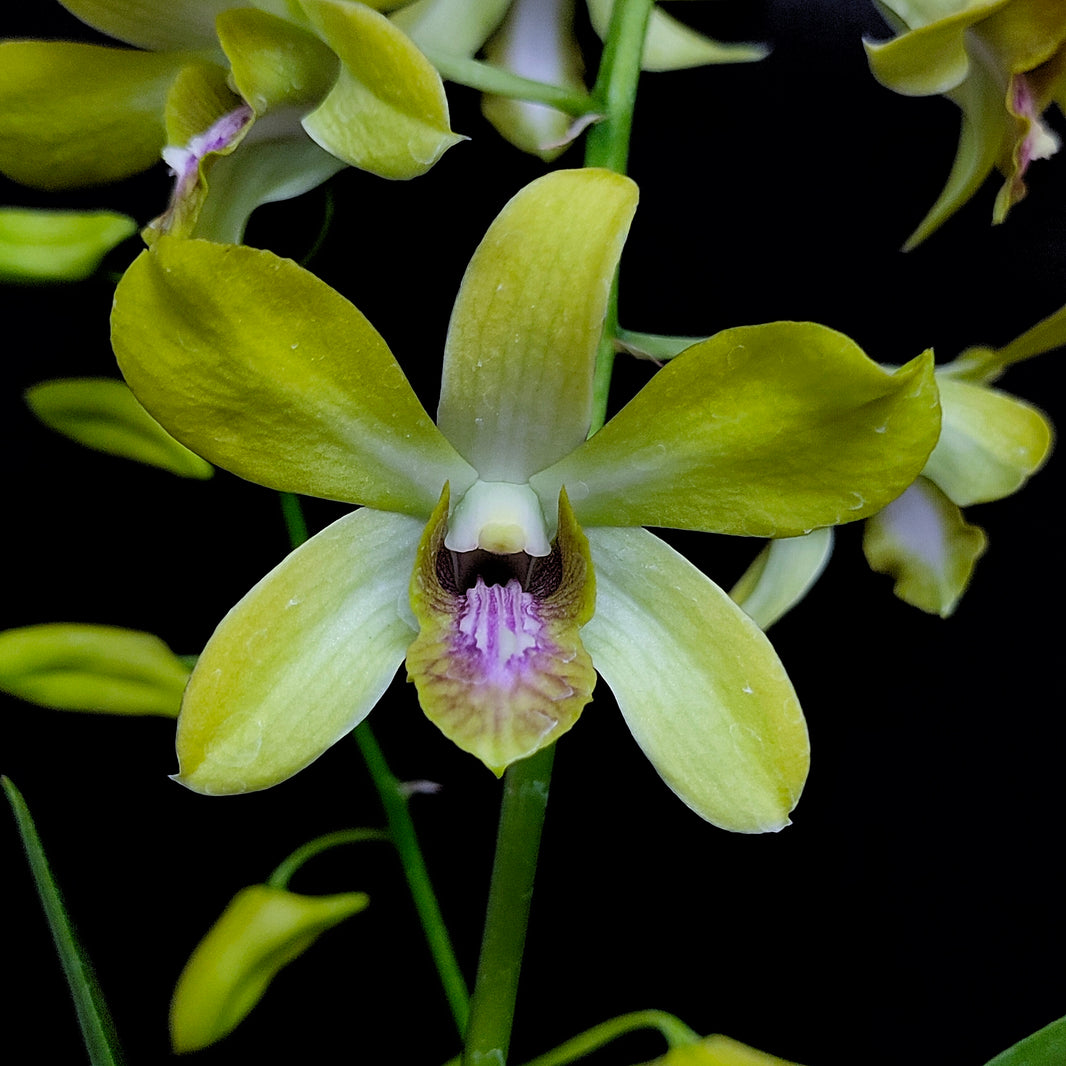 Buy Dendrobium Orchids Online India | Dendrobium Orchids | Orchid-tree ...