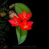 Orchid-tree | Premium Quality Orchids Plants Online India – Orchid-Tree